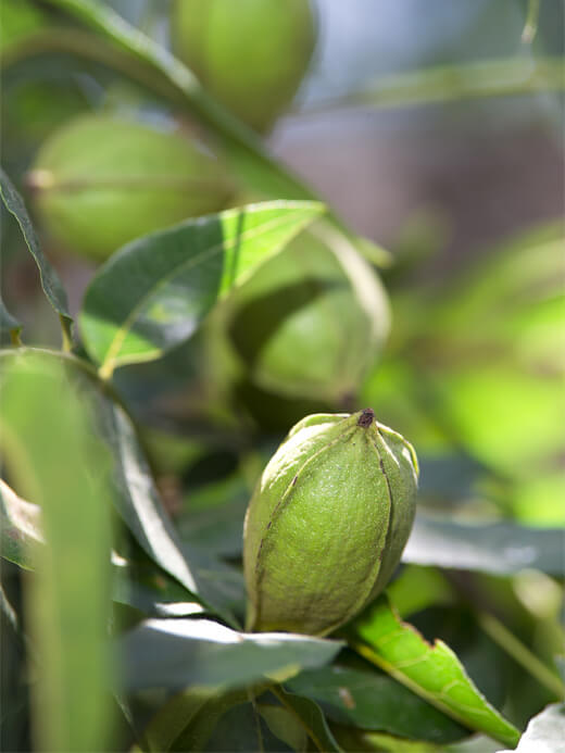 Find Out When Pecans Bloom | Pecan Nuts Blooming Season