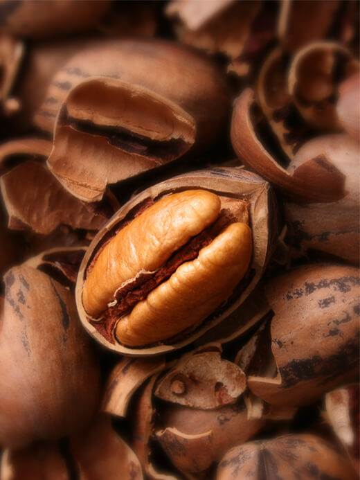 Our Fresh Georgia Pecan Varieties & Packaging Process | Pecan Nation