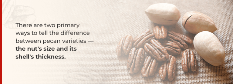What Are The Different Types of Pecan Varieties | Pecan Nation