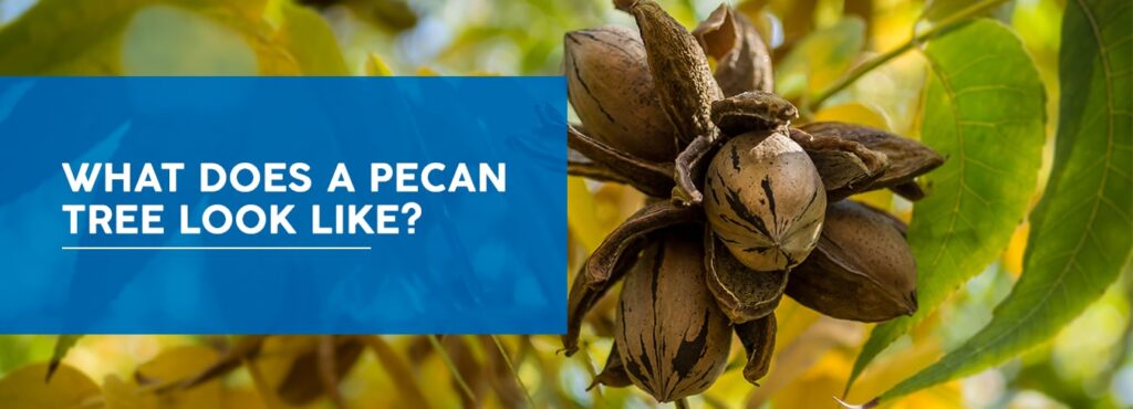 How a Pecan Tree Looks Like & How To Identify Them | The Pecan Nation