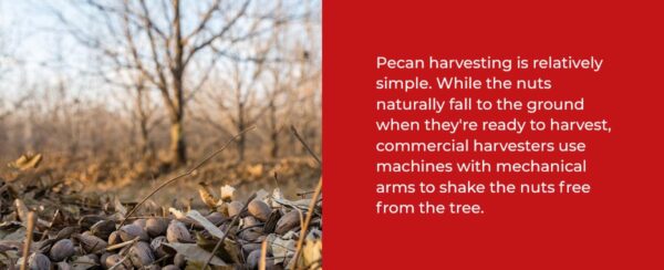 How Are Pecans Harvested? | Pecan Nation