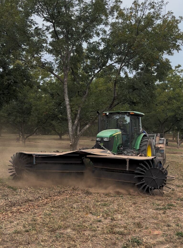 How Pecans are Harvested: The Process Explained