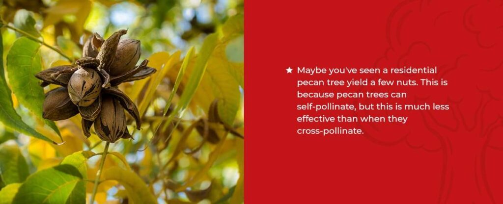 Find Out When Pecans Bloom | Pecan Nuts Blooming Season