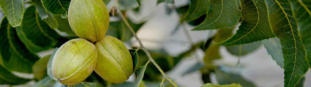 When Do Pecans Bloom? Learn Our Expert Pecan Tree Facts