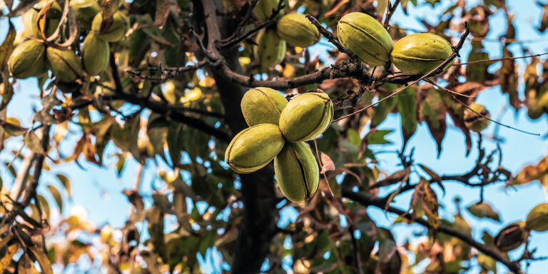 How Do Pecans Grow? - Pecan Nation